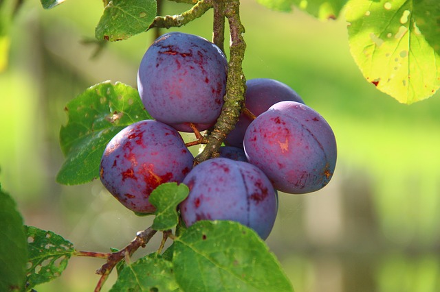 Health Benefits of Prunes & Plums - Bone Health